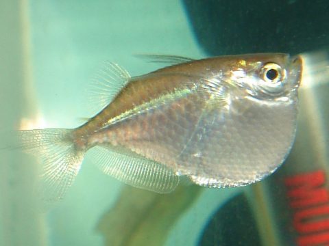 Poisson-hachette ׀ Argenté | Discus Rive-Sud │ Poissons exotiques