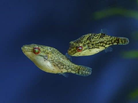 Poisson-globe ׀ Puffer aux yeux rouges | Discus Rive-Sud │ Poissons ...