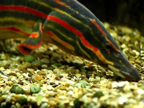 Anguille ׀ de feu (Fire Eel) | Discus Rive-Sud │ Poissons exotiques